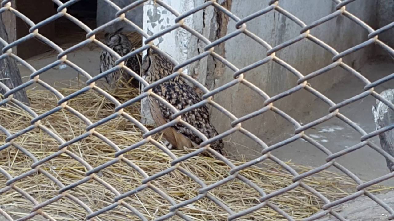 Owl rotating neck 360° - YouTube