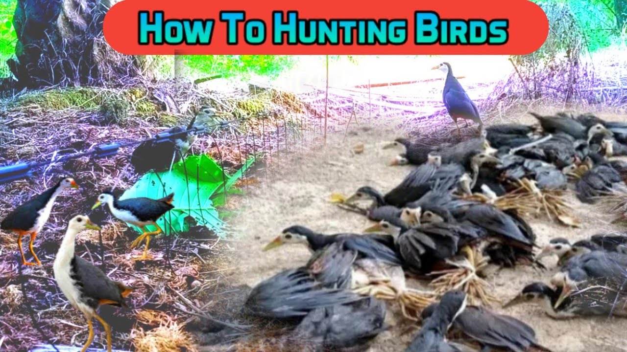 How To Hunting Birds |One Of The Greatest Trap| - YouTube