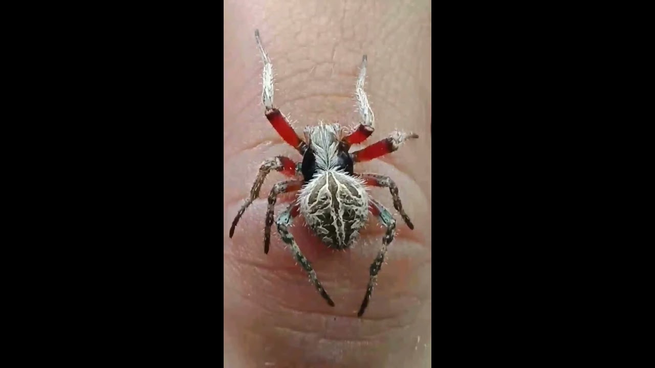 Top Class A Derby and Samon Spiders in PH! - YouTube