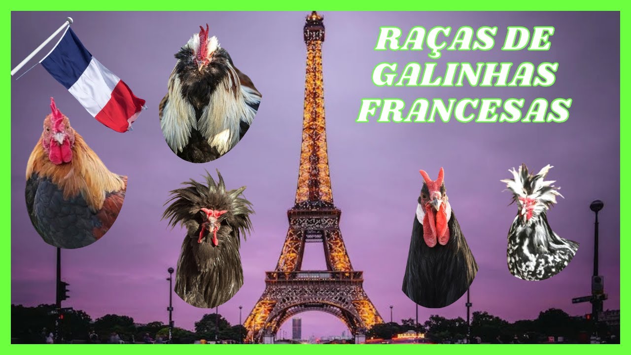 Guia Completo: As 5 Raças de Galinhas Francesas que Você Precisa ...