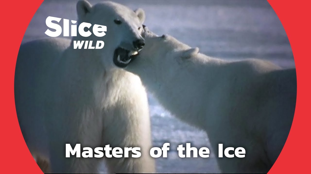 Arctic vs. Antarctic Predators: Polar Bears and Leopard Seals | SLICE ...