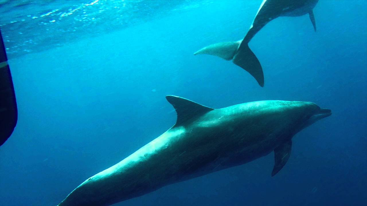 Lucey Blue - Dolphins Surfing - YouTube