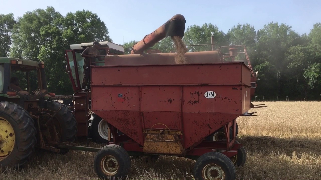 Muhammad Farms Reality TV presents Harvesting Wheat - YouTube