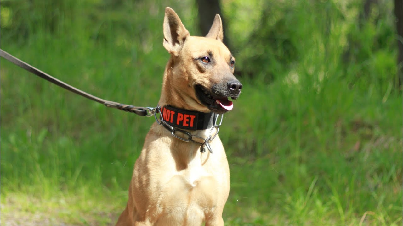 K9 Lieke (Pronounced Lee-Kah) Hunt Drive in Field - YouTube