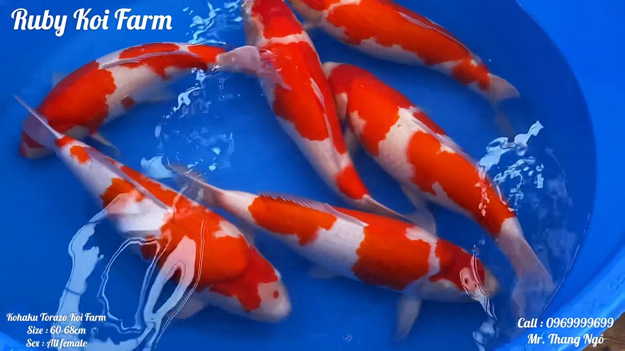 Kohaku High Quality Torazo Koi Farm. 05/12/2019 #cakoi - YouTube