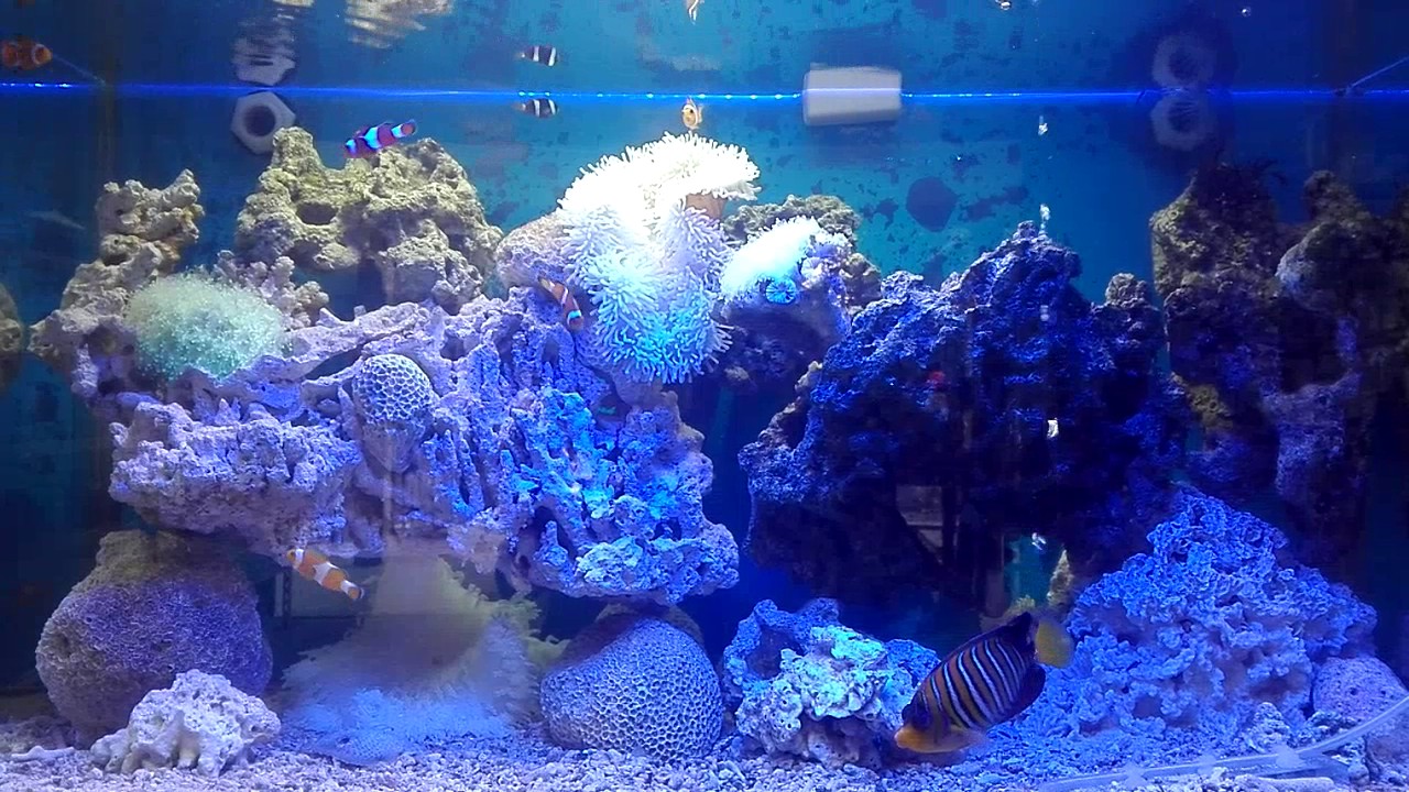 Aquarium air laut - YouTube