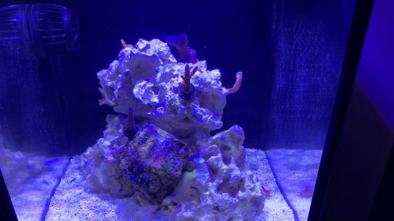10G Reef Aquarium Update - YouTube