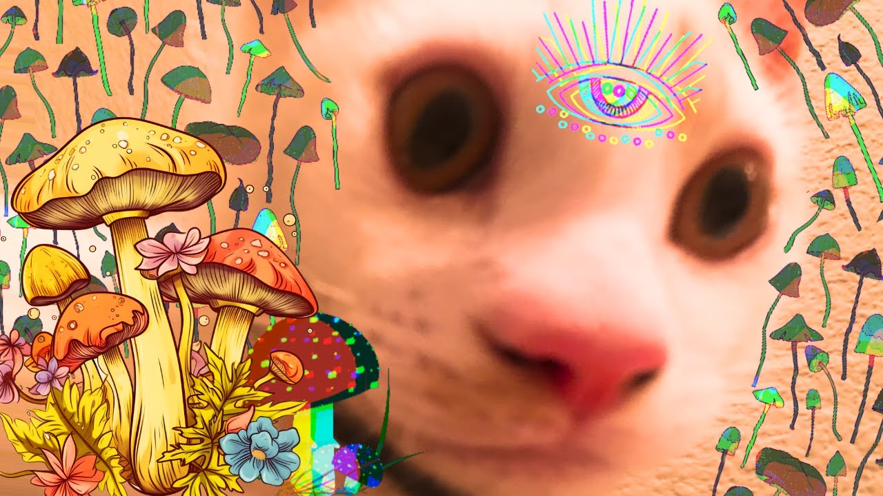 My Cat Ate PSILOCIN Magic Mushroom So I Stayed Up With Him YouTube my-cat-ate-psilocin-magic-mushroom-so-i-stayed-up-with-him-youtube