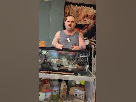 Baby Ball Python setup - YouTube
