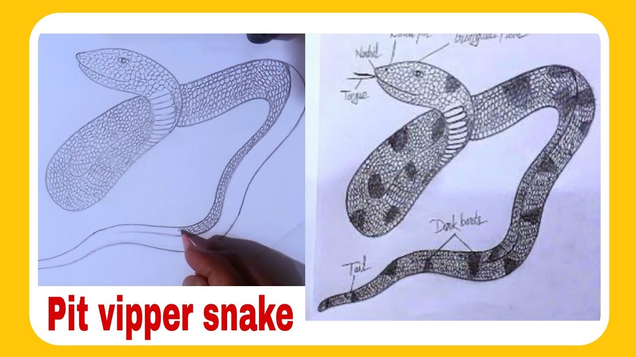 Pit vipper snake pencil drawing step by step - YouTube