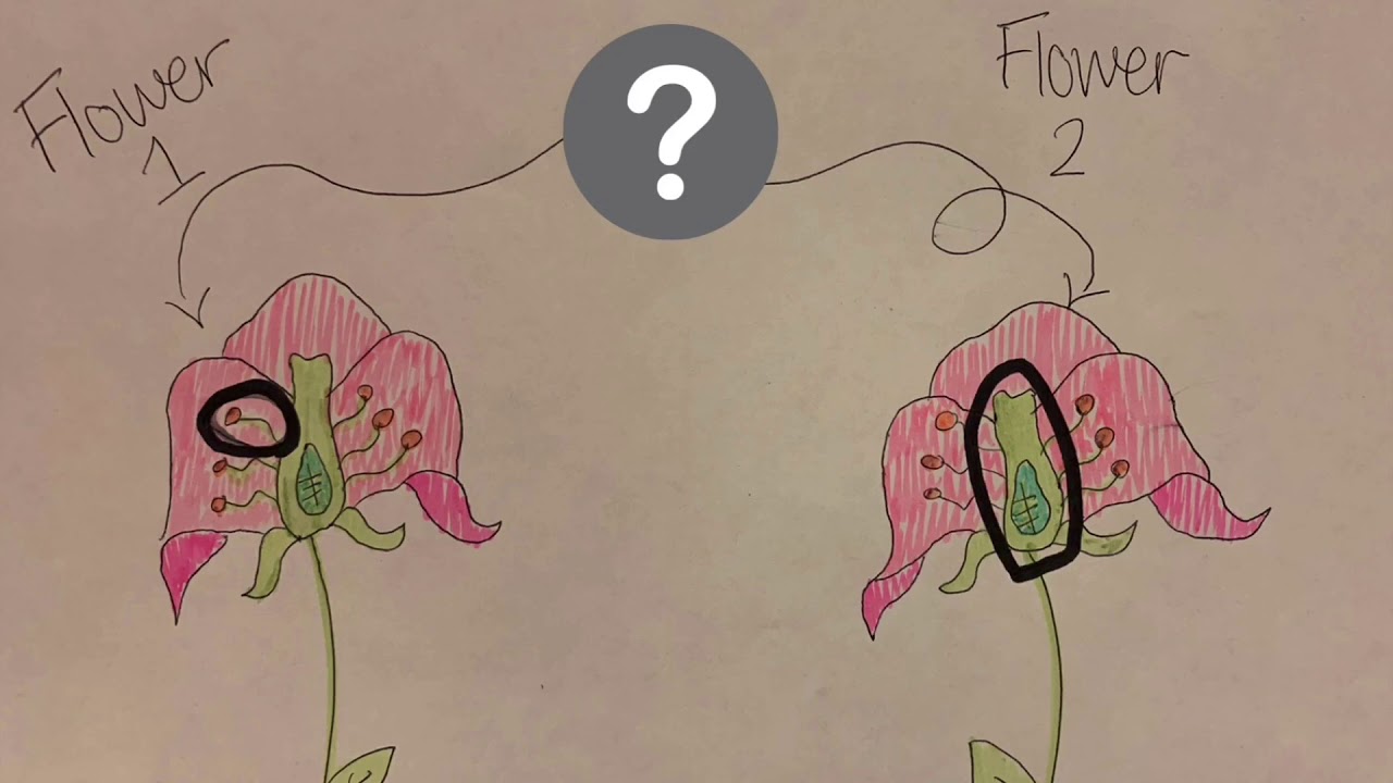 4th Grade Science - Pollination - YouTube