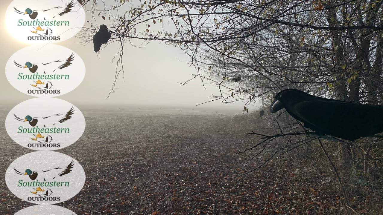 Alabama Crow Hunting - Nov 2020 - YouTube