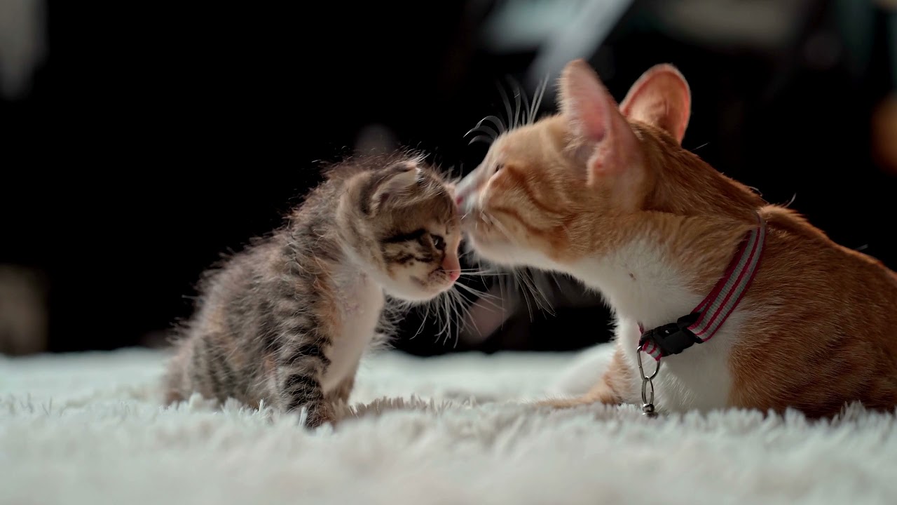 cute cat 🐈😺 short video - YouTube