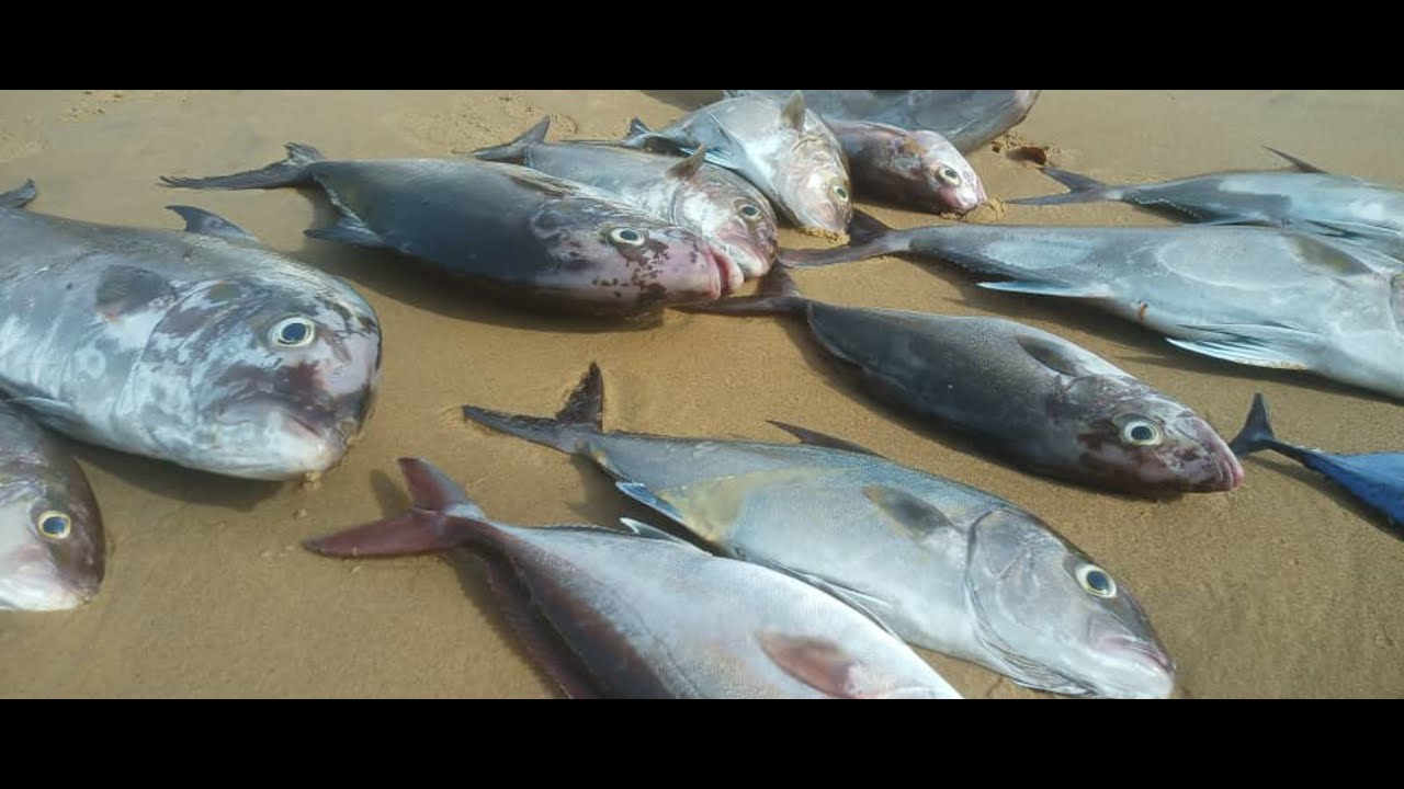 True North Fishing: Vertical Jigging, Fish on! - YouTube