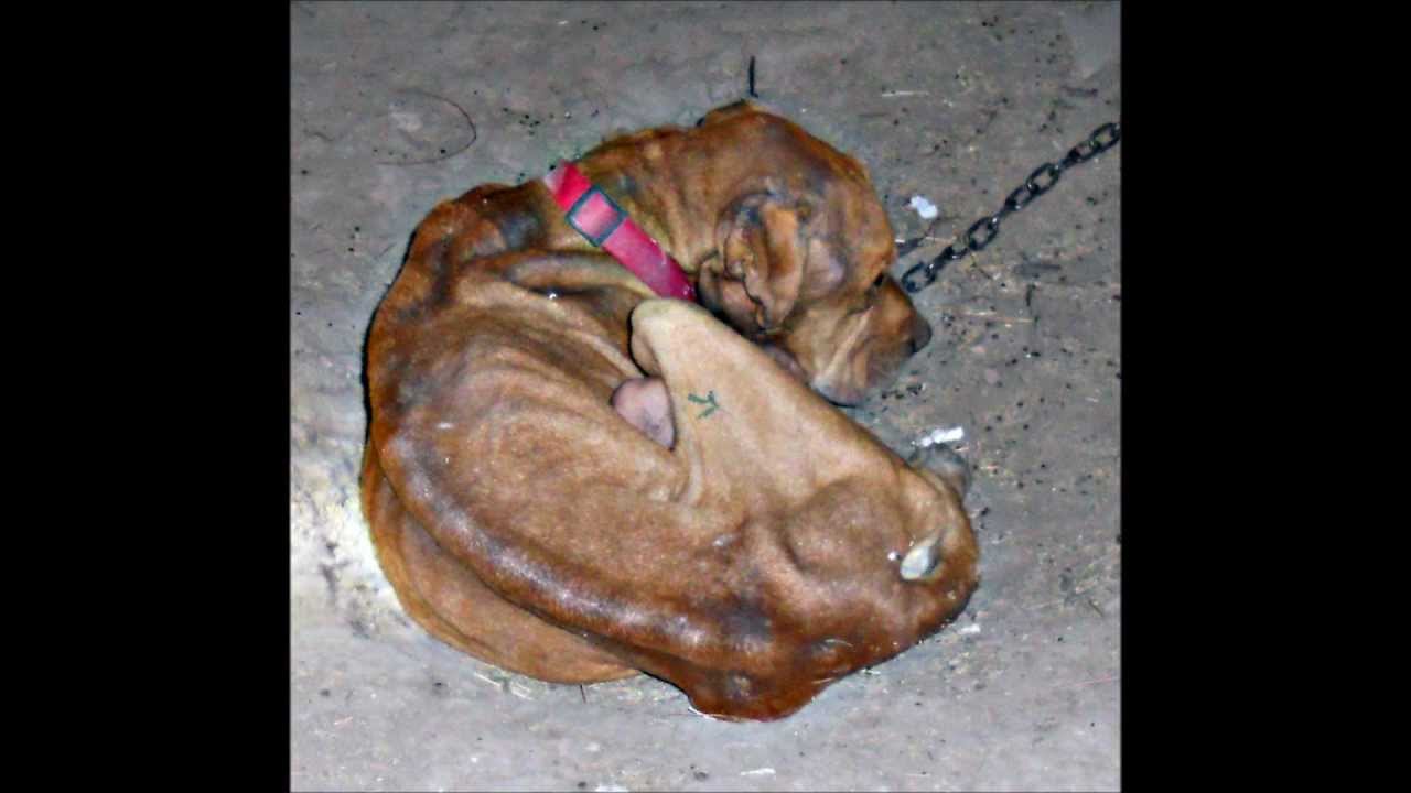 Worlds Worst Animal Cruelty YouTube worlds-worst-animal-cruelty-youtube