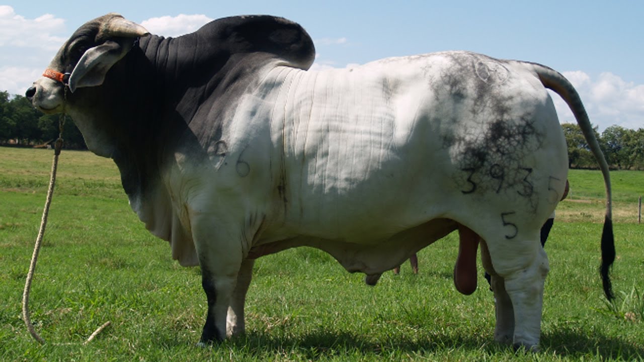 🔴 Vacas Lecheras y Carnicas Como Seleccionar TOROS PARA EL TROPICO ...