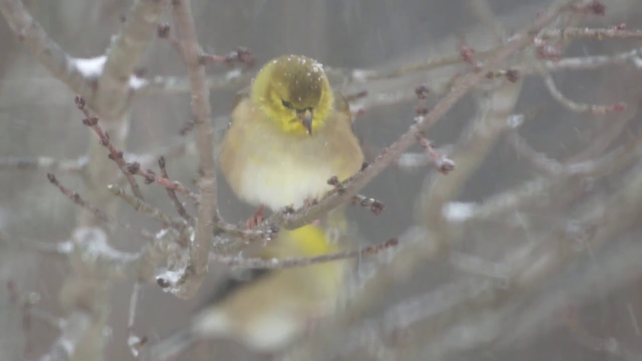 Relaxing Winter Birds set to Classical Music - YouTube