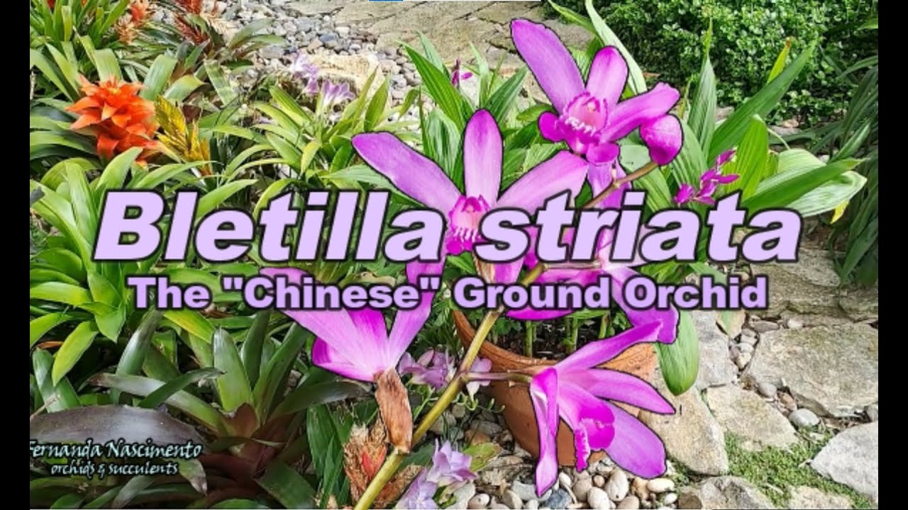 BLETILLA STRIATA, The Chinese Ground Orchid 🌺 LEGENDAS em PORTUGUÊS ...