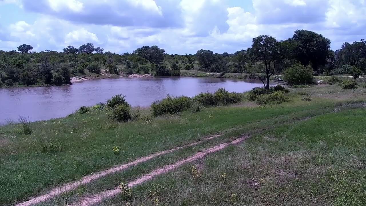 Djuma Private Game Reserve Live Stream - YouTube