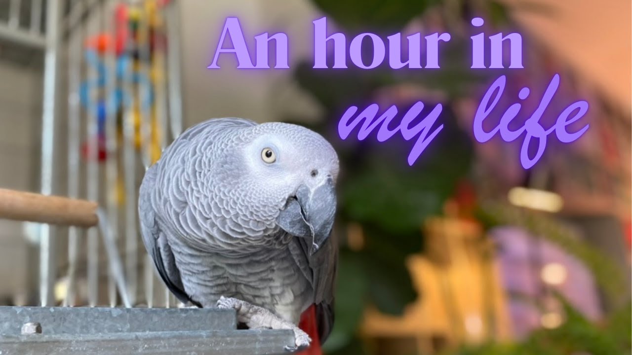 African Grey Parrot making sounds and talking #africangreylover # ...