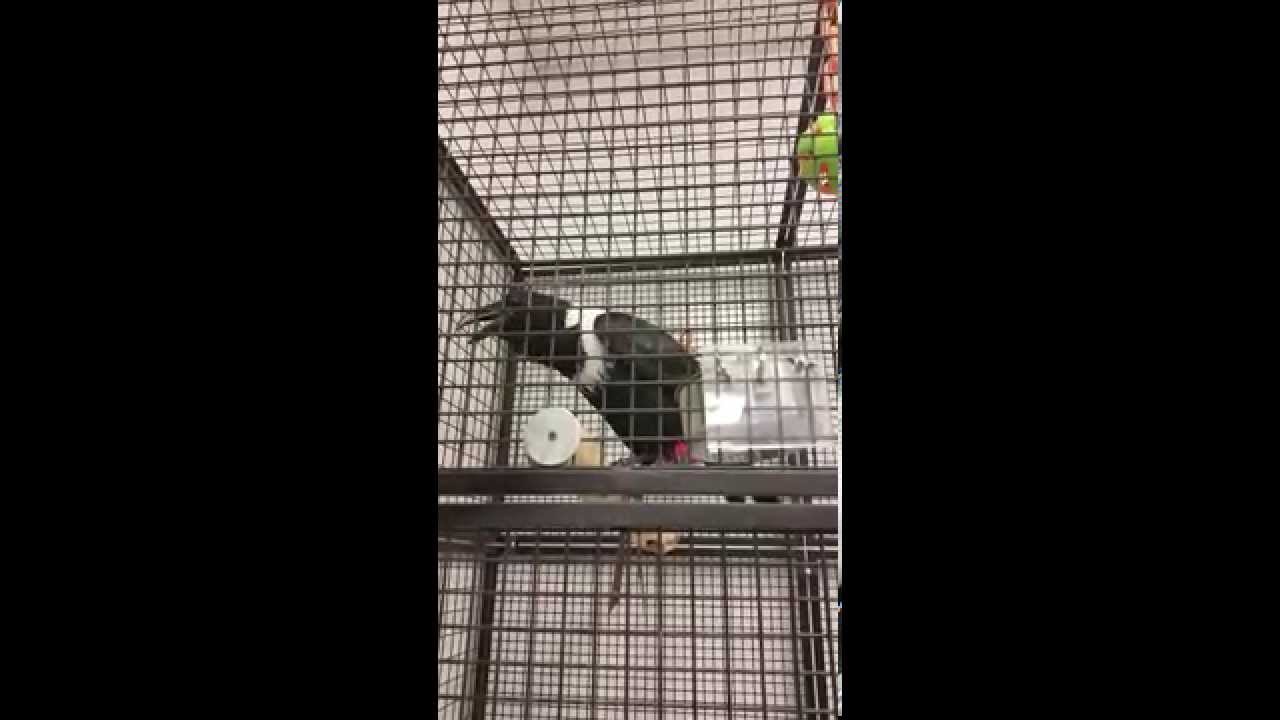 Crow/Raven Hybrid Has A Lot To Say! - YouTube