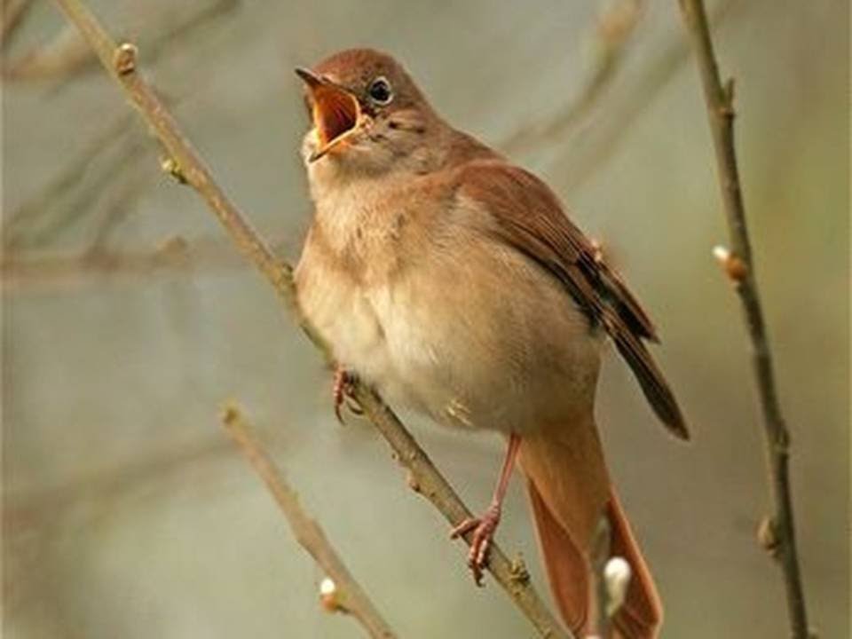 ROUXINOL COMUM - LUSCINIA MEGARHYNCHOS - YouTube