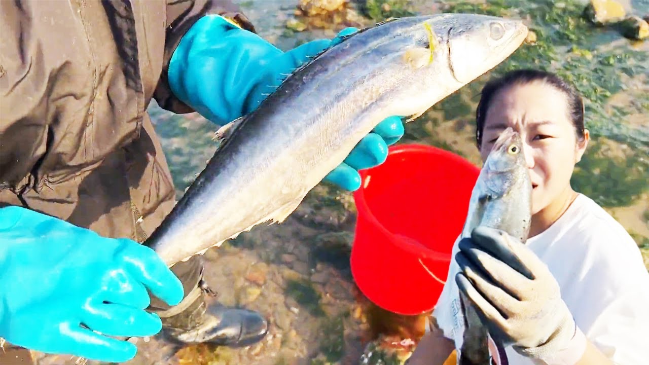 趕海首秀就開掛？牛牛一來大鮁魚八爪魚正面交鋒，財運爆棚這運氣沒誰了！【牛牛趕海海鮮】 - YouTube