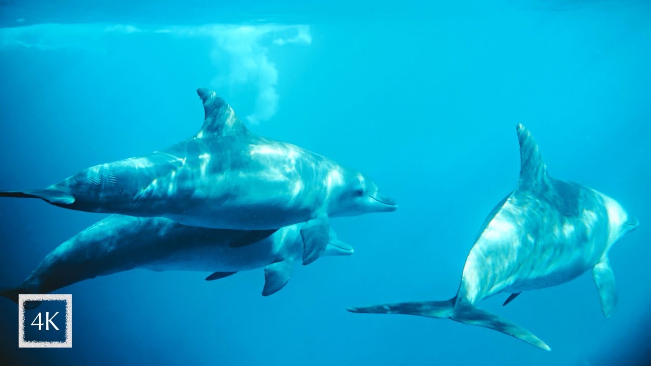 432Hz Dolphins Underwater 4K - Relaxing, Stress Relieve, Deep ...