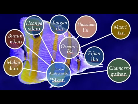 Comparisons between Hawaiian and other Austronesian languages PART 2 ...