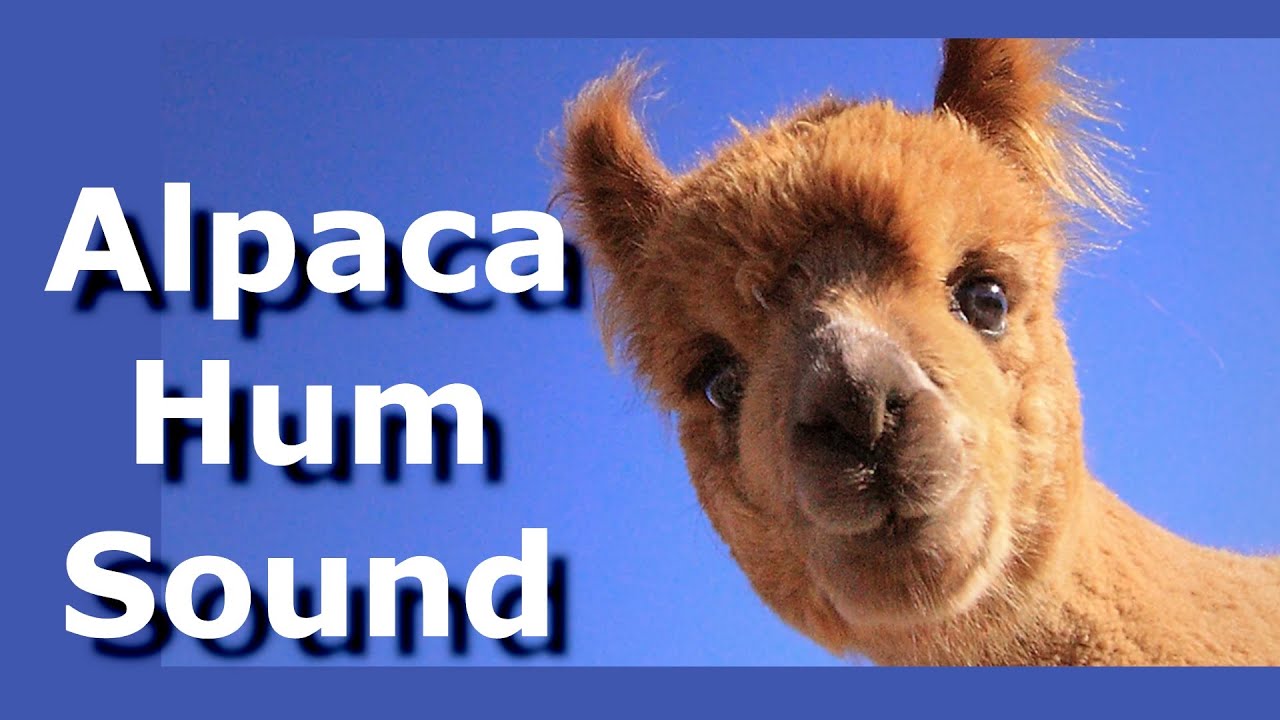 Alpaca Hum Sound The Sound An Alpaca Makes - YouTube