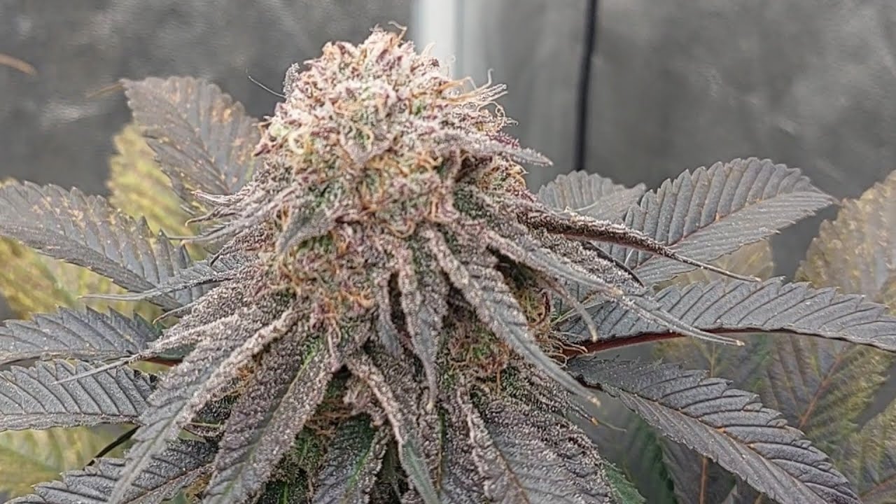 Cannabis LED Grow-Day 53 Flower Ethos Genetics - YouTube