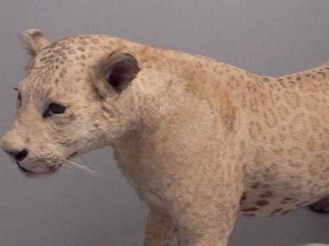 Leopon - YouTube