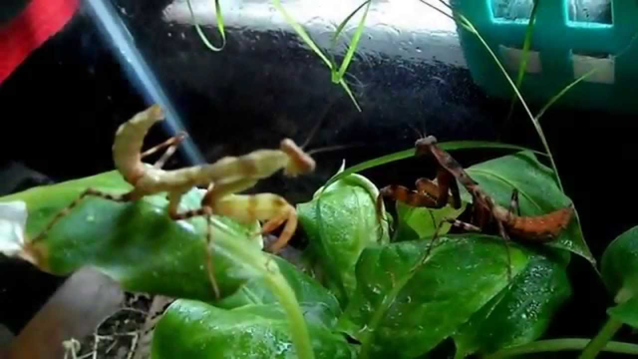 Female Indonesian Double Shield Mantis L7 nymphs - YouTube
