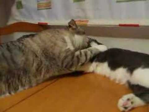 Billy y Buddy