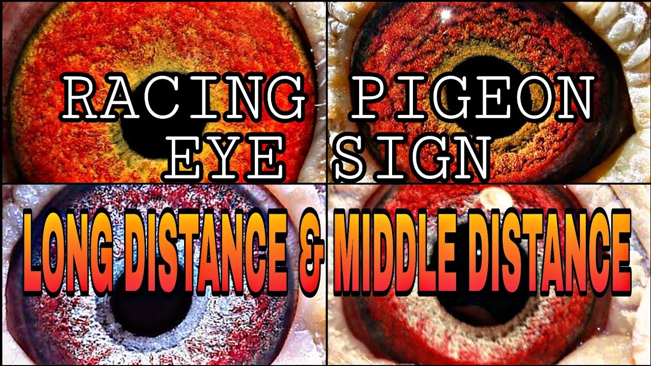 RACING PIGEON |LONG DISTANCE EYE SECRET AND MIDDLE DISTANCE PIGEON EYE ...