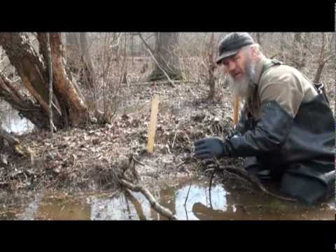 Beaver Trapping with Tom Florin - YouTube