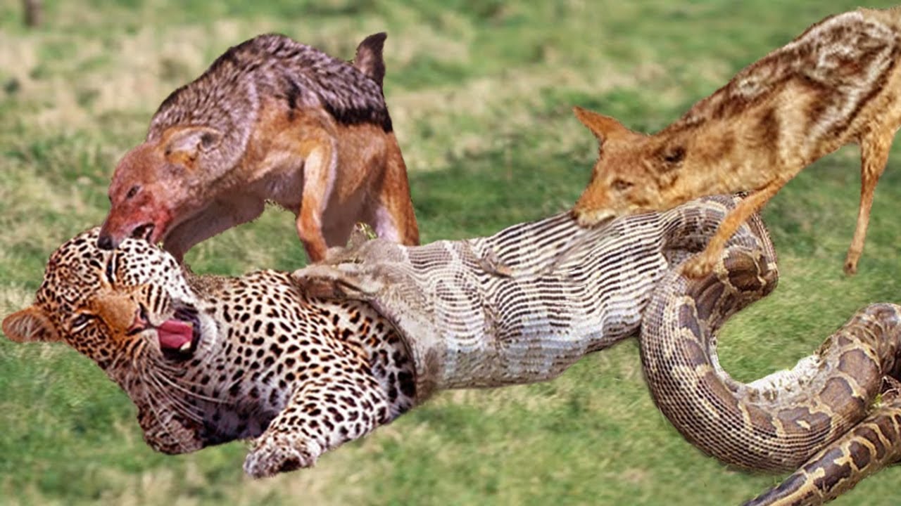 Best Battles Of The Animal World - Harsh Life of Wild Animals, Lion ...