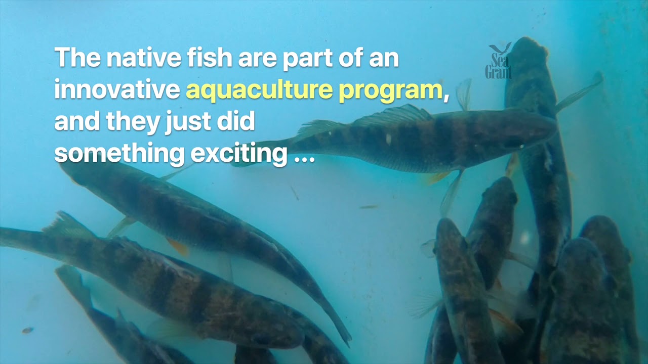 Yellow perch in school aquaculture program surprise Maryland students ...