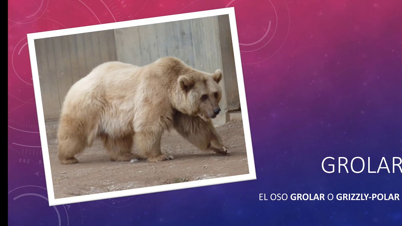 Grolar el oso híbrido - YouTube