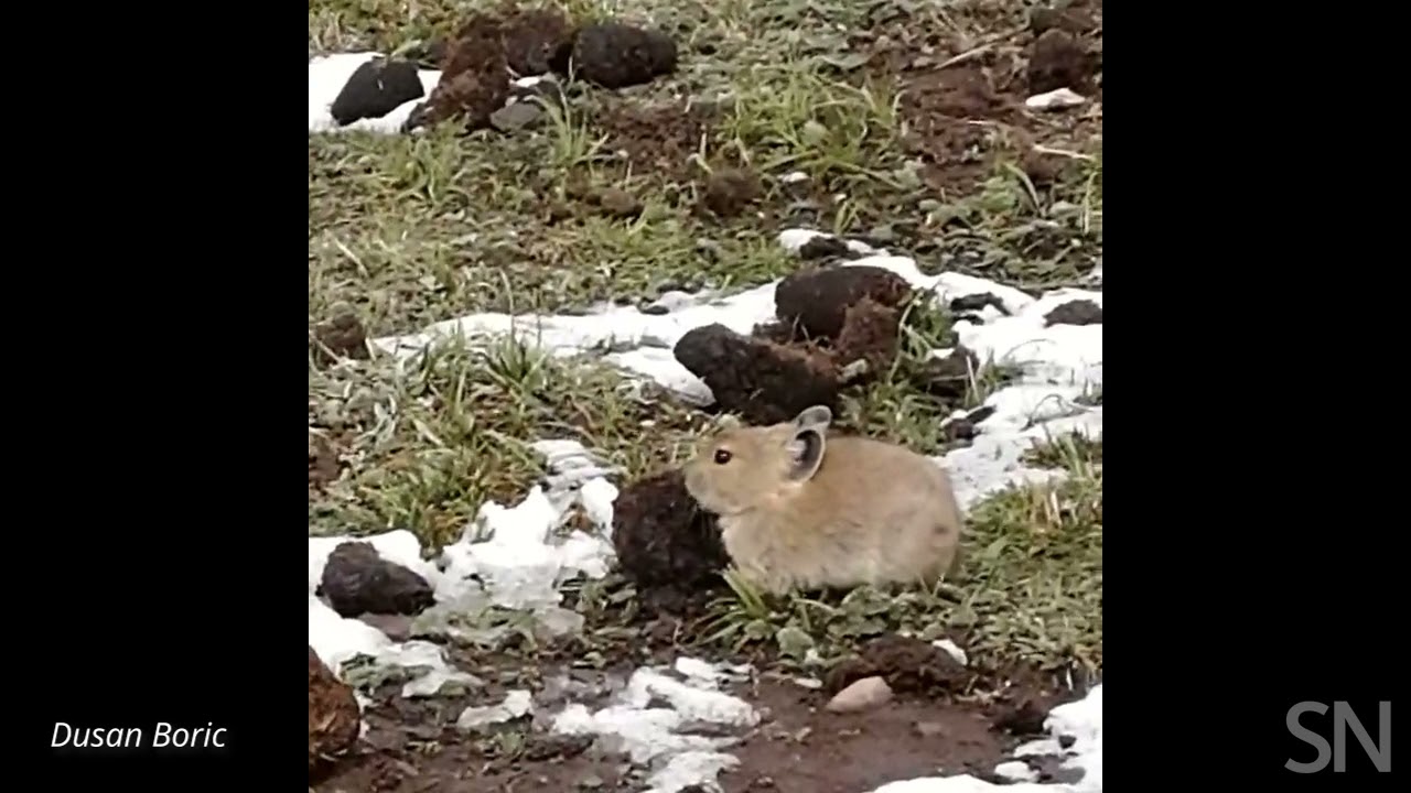 Some plateau pikas chow down on yak poop to survive winters | Science ...