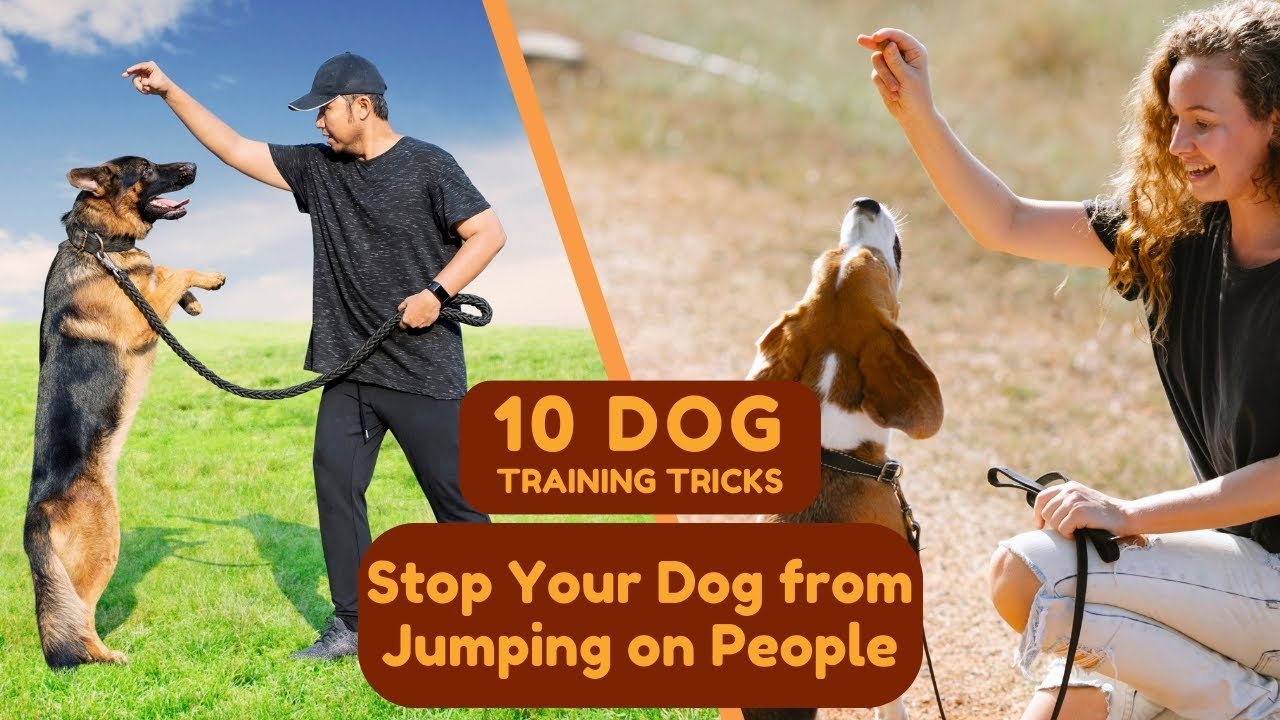 Stop Your Dog from Jumping | 10 Essential Training Tips | #doglover # ...