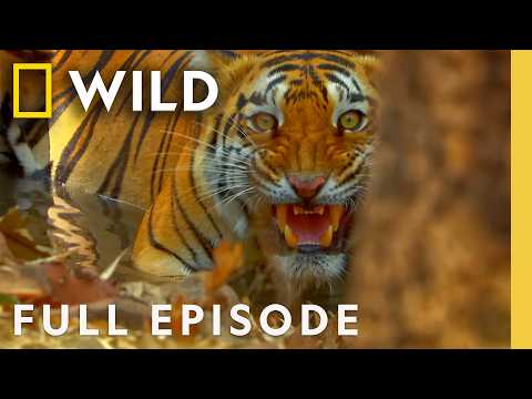 Inside India's Fierce Animal Predators (Full Episode) | Secrets of Wild India | Nat Geo Animals