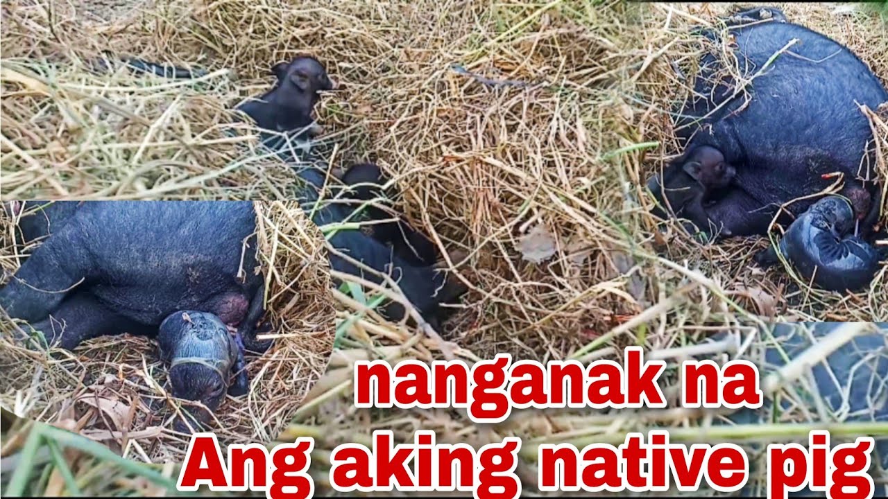 Nanganak na ang aking alagang native pig | native pig farming - YouTube