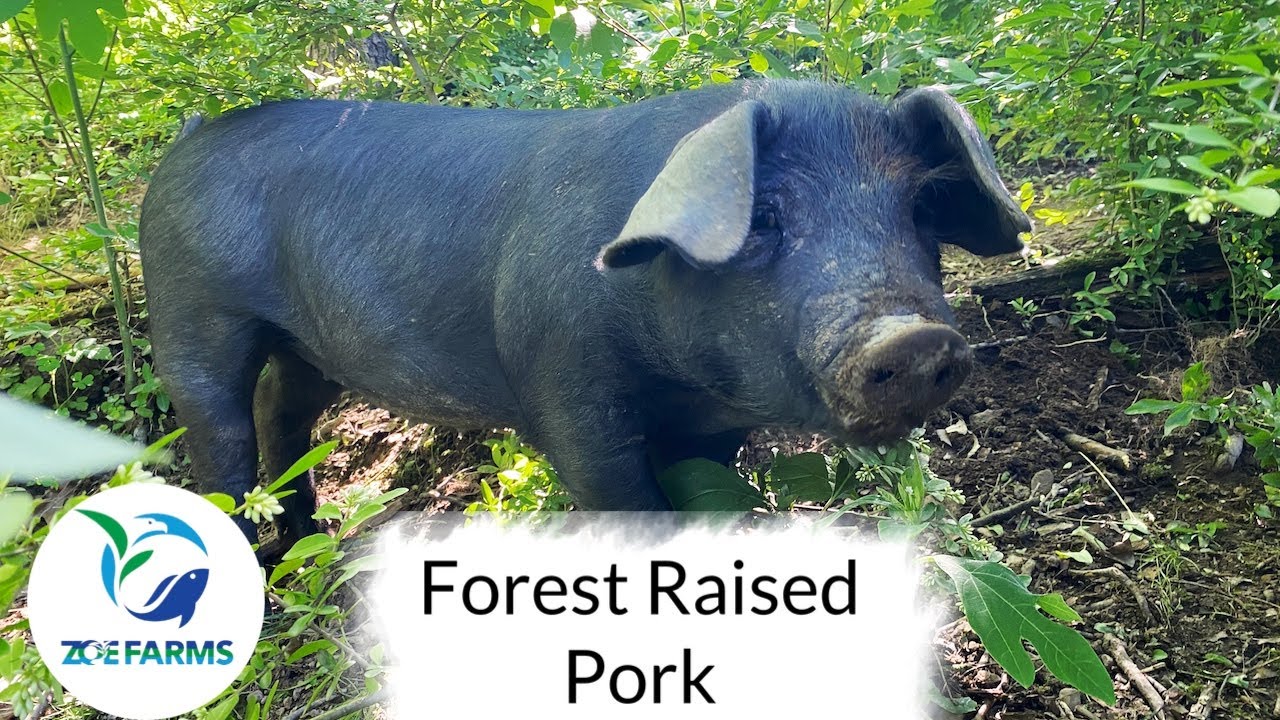 Forest Raised Pork - YouTube
