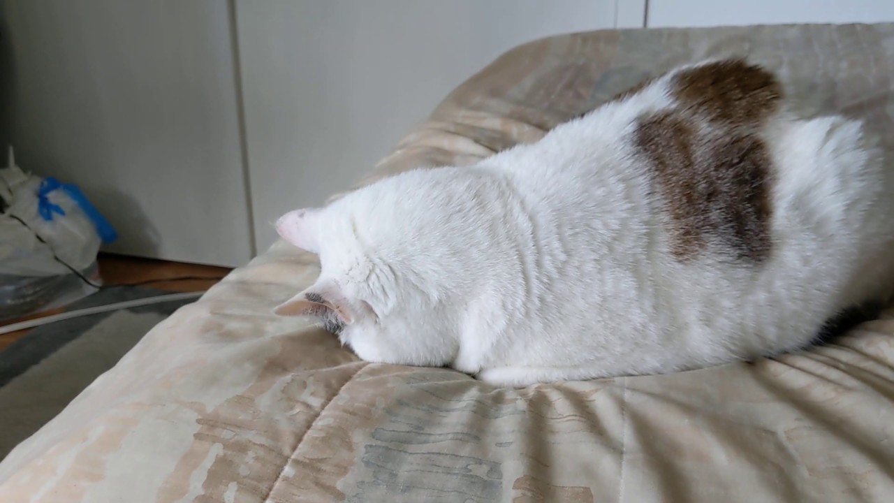 Kitty Face Smoosh - YouTube