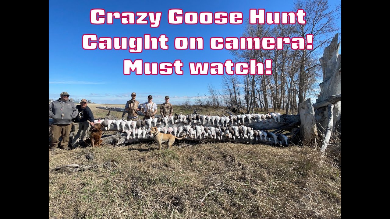 Hunting smart geese in a A-Frame Blind! - YouTube