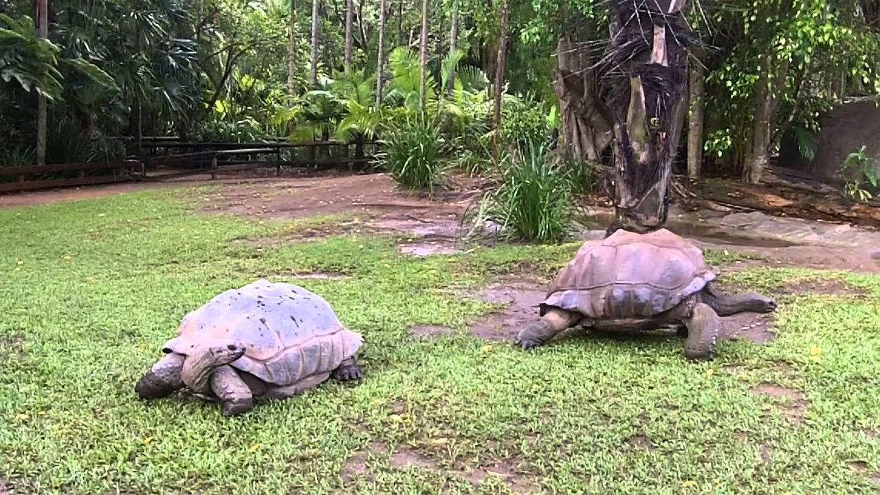 big slow turtles at Steve Irwin zoo - YouTube