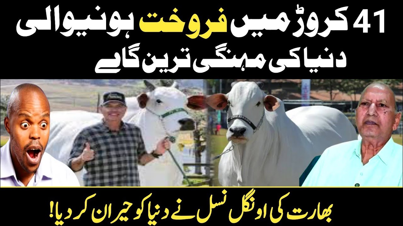 World's Most Expensive Cow Sold for a Staggering 41 Crore in Urdu ...