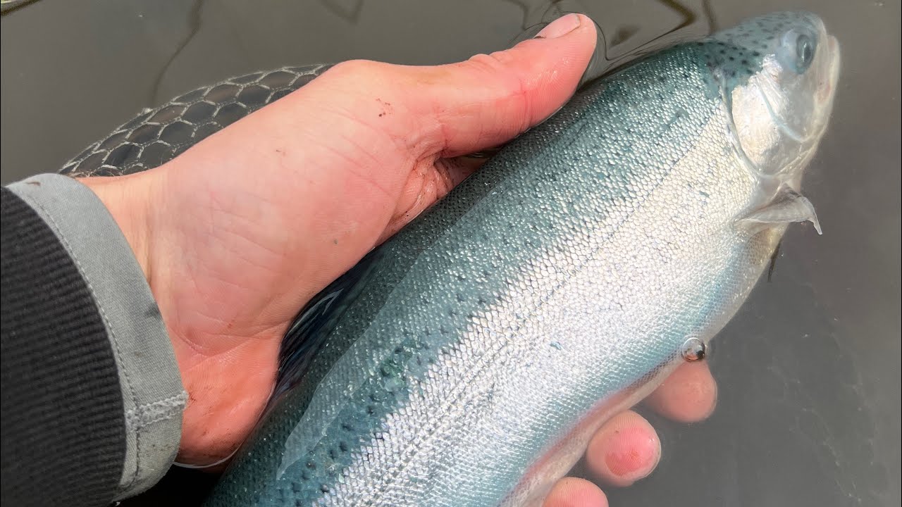 The Ultimate Stillwater Fly Line! - YouTube