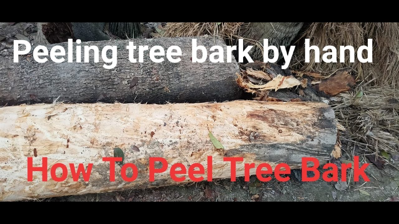 How to peel tree bark | How to peeling tree bark by hand | How to ...